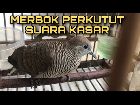 Suara Merbok Kampung Kasar - Pikat Merbuk Kampung- Pancingan Perkutut ...