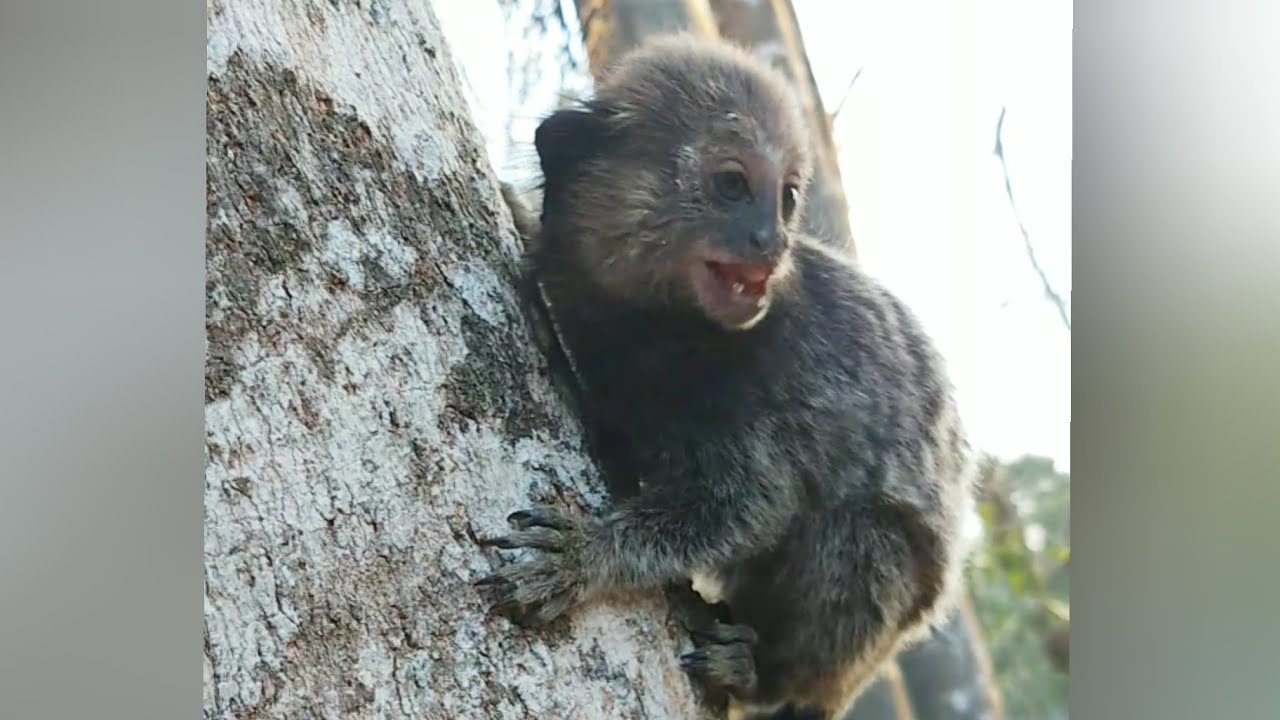 FILHOTE DE MACACO SAGUI COM CRISE DE CHORO!!! - YouTube