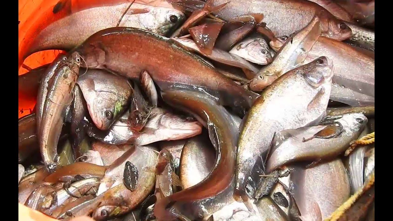 Fish hunting "Fishing" with Longnet Big catfish catch with barehands ...