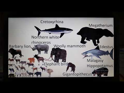 Extinct animals size comparison (Ft. @Kuya Stickman) - YouTube