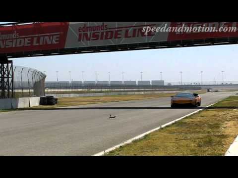 Lucky squirrel escapes a speeding Lamborghini