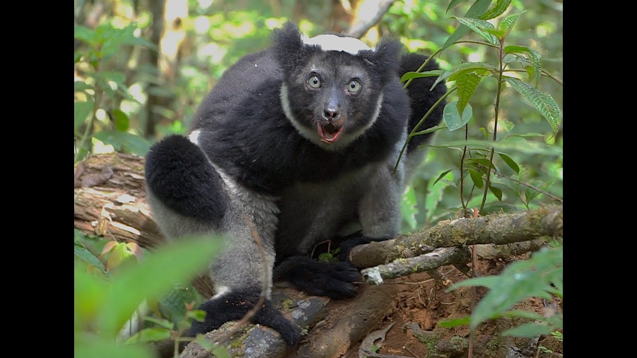 The Singing Lemurs of Andasibe! - YouTube