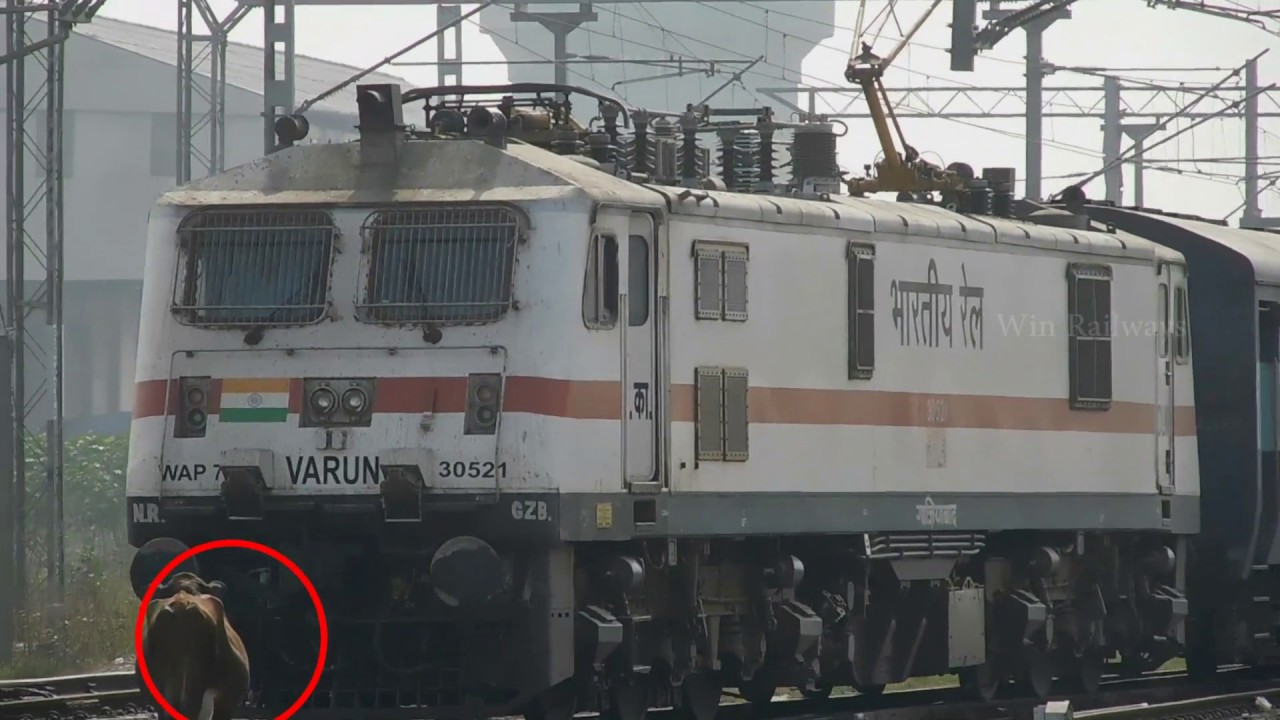 RARE ! Cow stops train, Driver shouts to shoo it away !! INDIAN ...