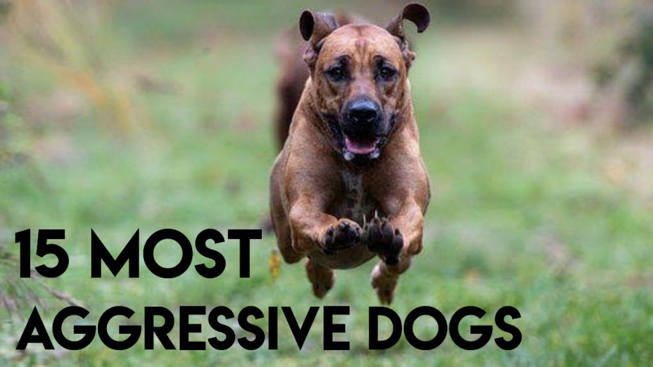 World's 15 Most Aggressive Dog Breeds - YouTube