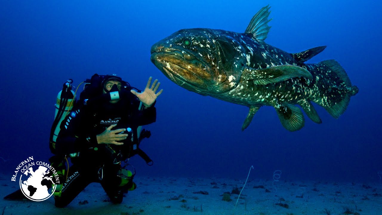 Project GOMBESSA | Coelacanth - The Dinosaur Fish - YouTube