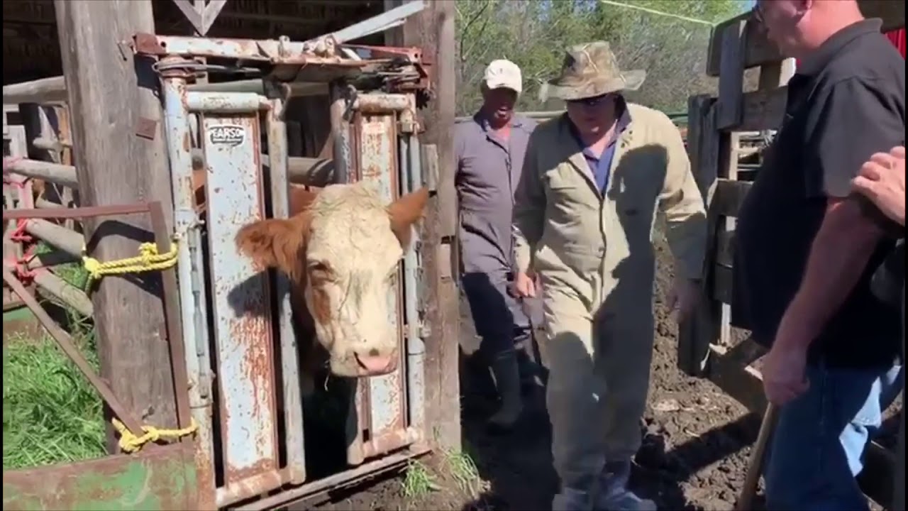 Easy Boss E’s Distraction technique to examine a Cow’s swollen jaw and ...