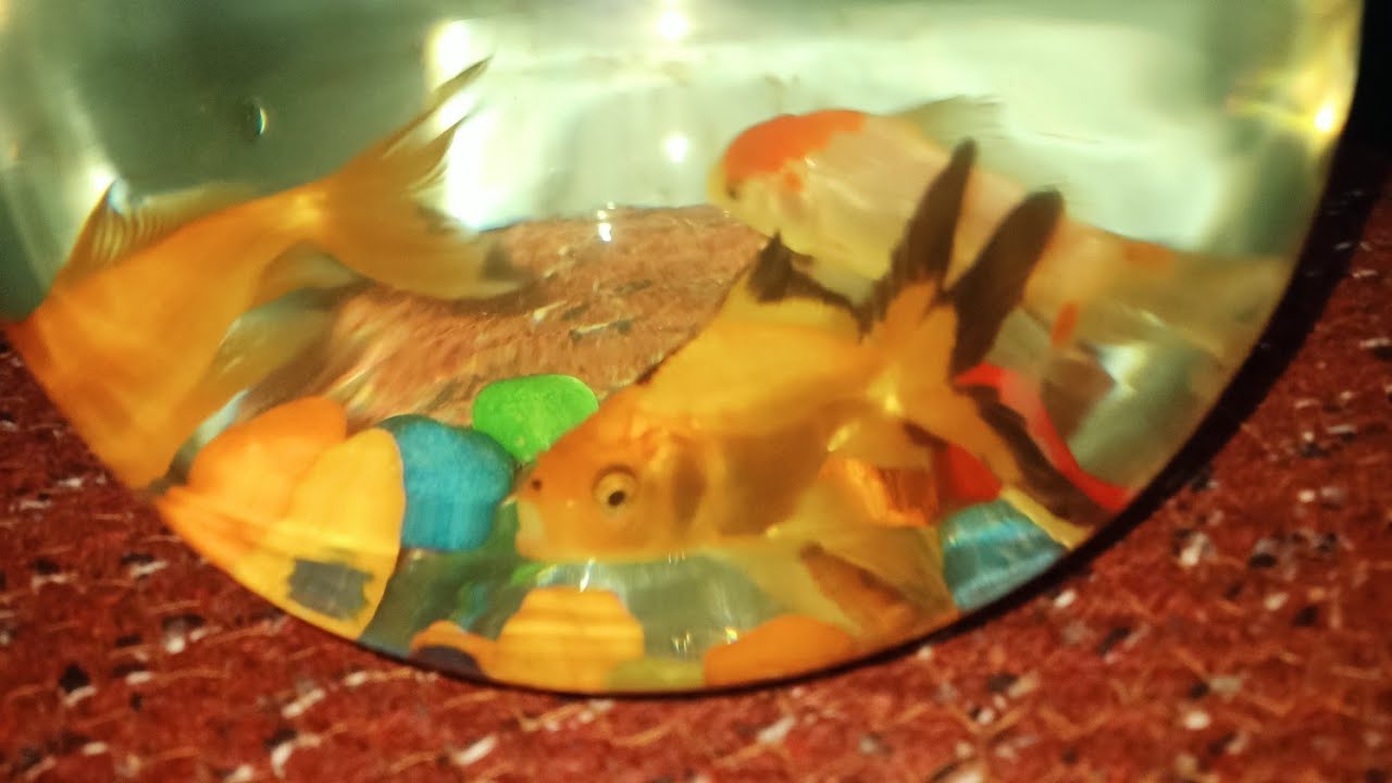 GH h GH jh JH GH KH GH KH GH j - YouTube