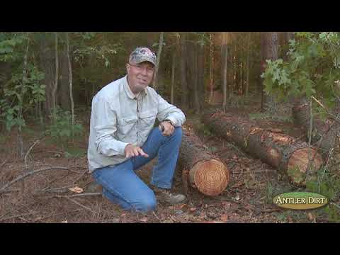 Best Food Plots | New Food Plot in the Pines (#132) @GrowingDeer.tv - YouTube