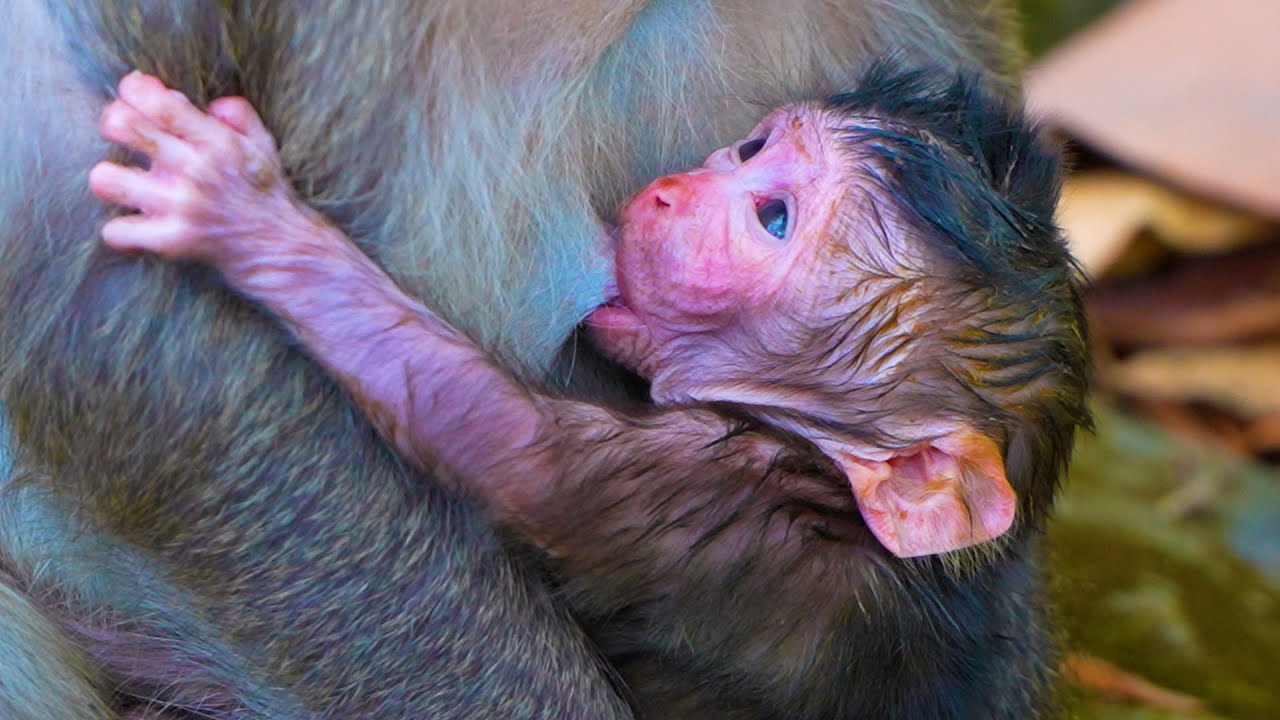 Cute Baby Newborn Monkey Starving Milks, Baby So Stacking With Milks ...