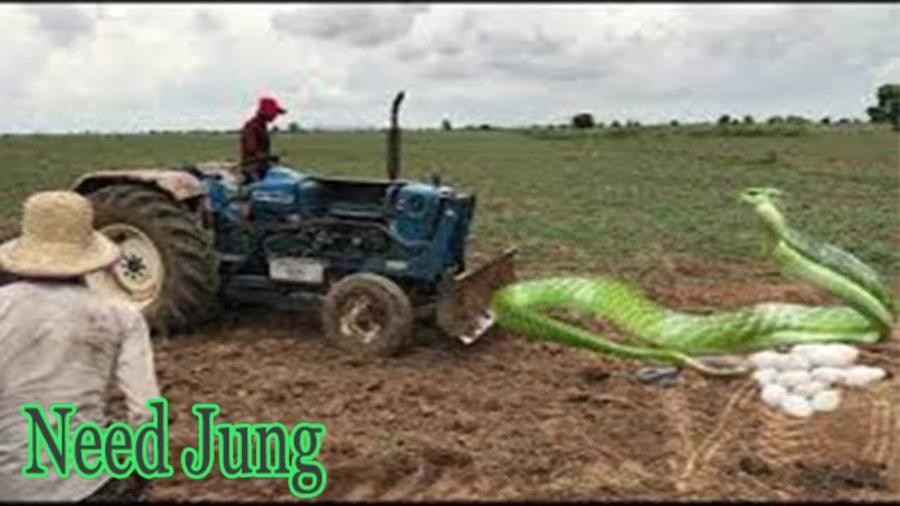 Amazing Brave Man Catch Biggest Snakes While Walking After The Tractor ...