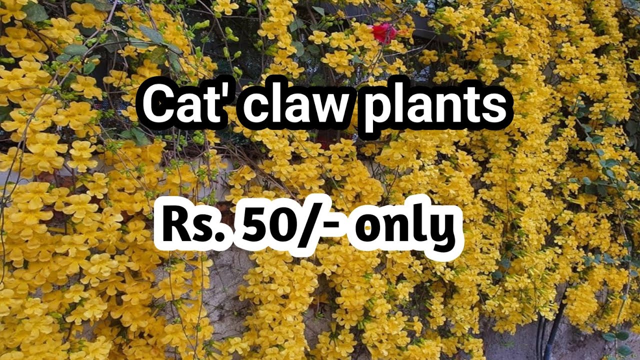 Cats claw plants @50/-Watsapp 8078209295 - YouTube