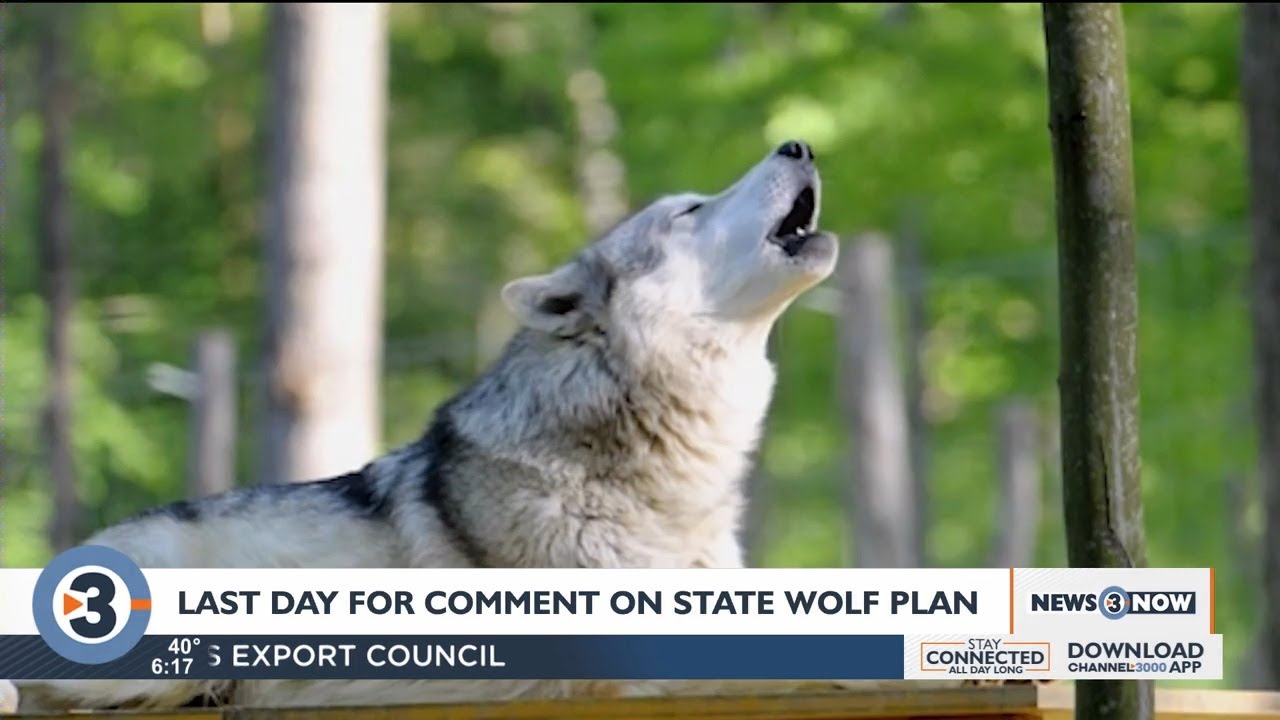 Last day for public comment on DNR's Wolf Management Plan - YouTube