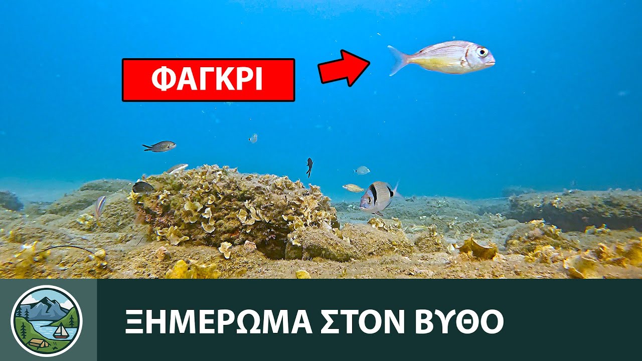 Ψάρια στα Ρηχά - Ντοκιμαντέρ 4K UHD - Υποβρύχιο βίντεο από τον βυθό ...