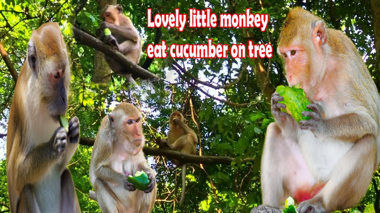 Activity lovely little monkey is eating cucumber fruit on tree | Life ...