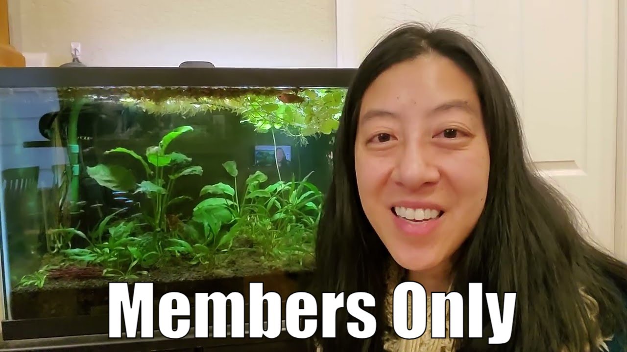 I might be coming back to YouTube... [Members Only] - YouTube