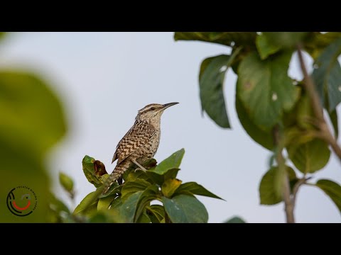 Yucatan Wren / Matraca Yucateca (Campylorhynchus yucatanicus) at ...