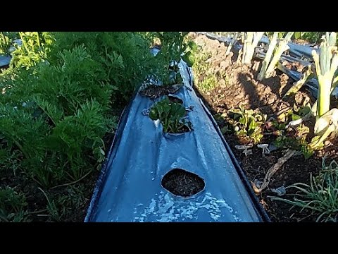 Dieng Embun Es pagi ini - YouTube