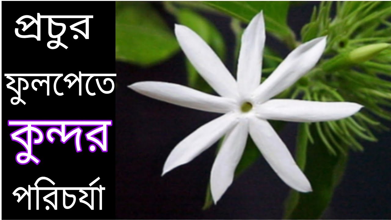 কুন্দ ফুল গাছের সম্পূর্ণ পরিচর্যা / How to grow n care Downy Jasmine ...