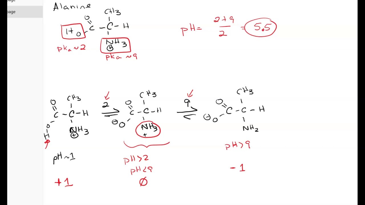 Ionizable States of Alanine - YouTube