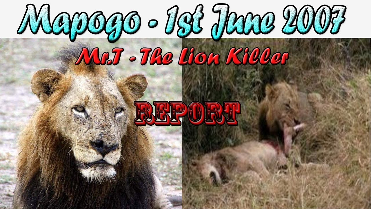 Mapogo Lions - Mr.T (The Lion Killer) - YouTube