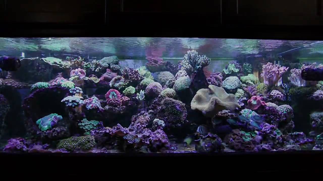 Reef Systems Promo - YouTube