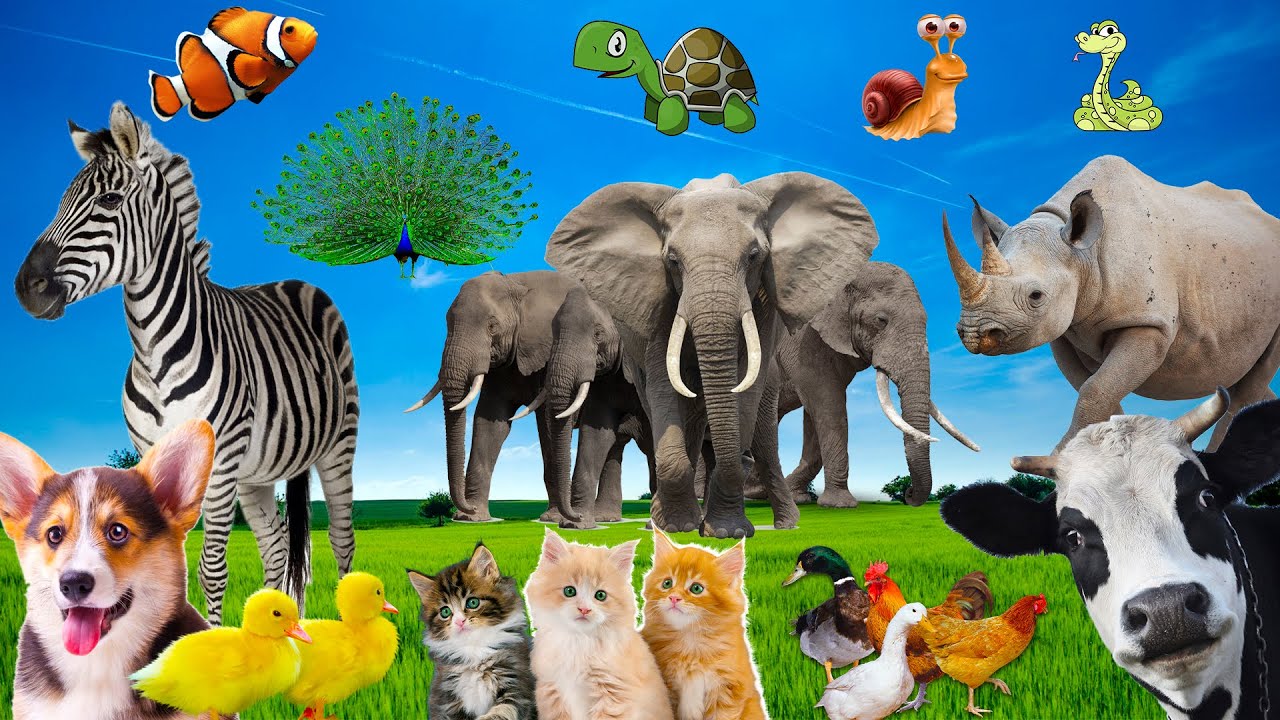 Cute Animals Around Us: Elephant, Cow, Dog, Cat, Goat, Zebra, Giraffe ...