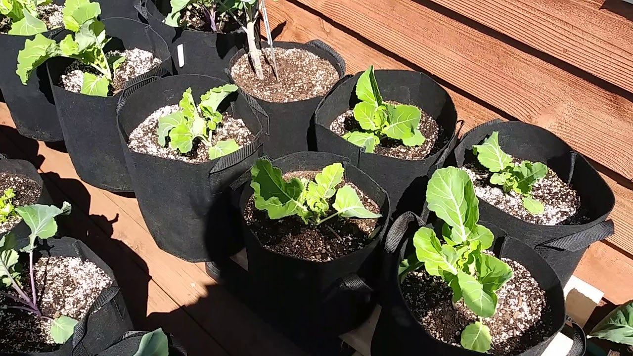 Heidi Hack for Deck Garden 2020 - YouTube