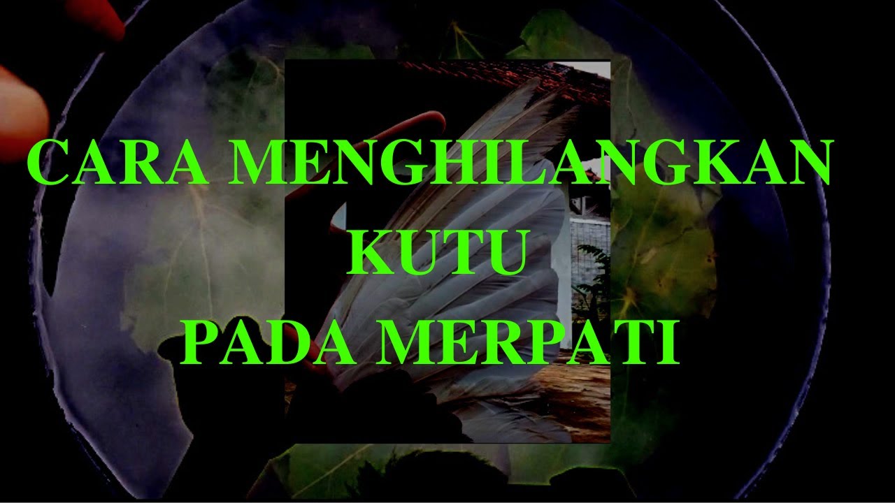 CARA MENGHILANGKAN KUTU PADA MERPATI - YouTube