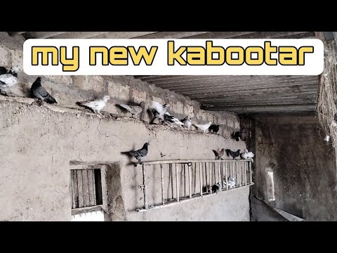kabootar lover favorite - YouTube