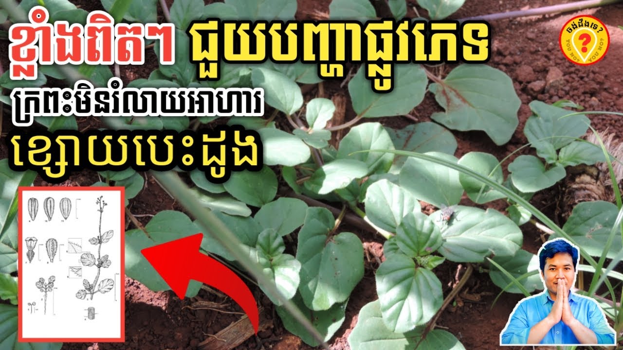 ដើមជង្គង់រមាំងព្យាបាលក្រពះមិនរំលាយអាហារ Boerhavia difusa L Best Khmer ...