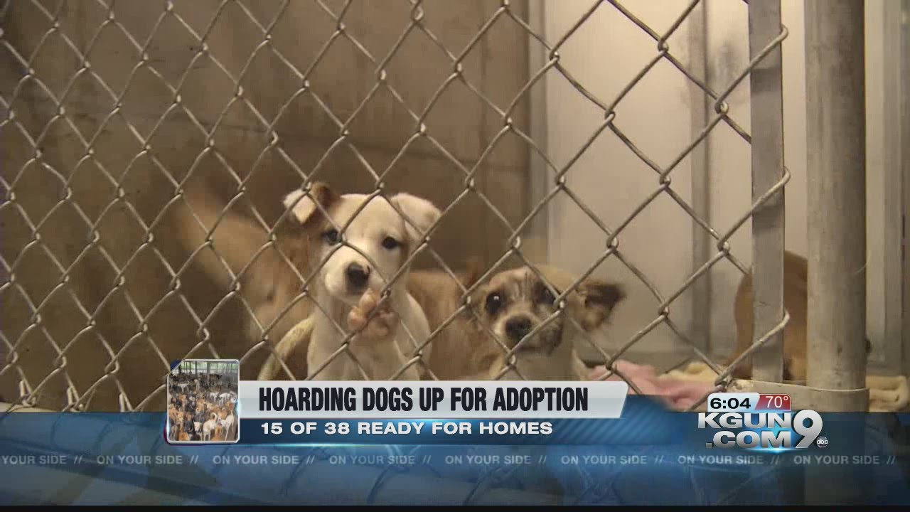 Dogs from animal hoarding case up for adoption at PACC - YouTube