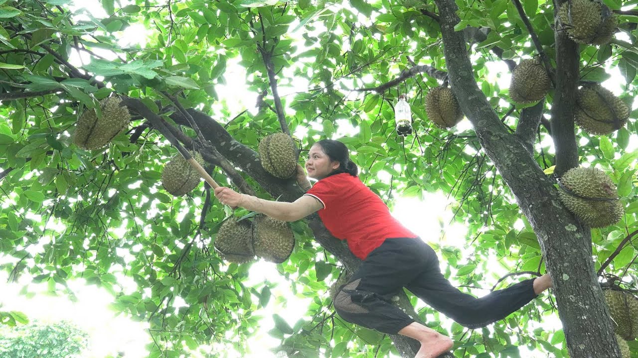 Harvesting Giant Fresh Durian & Making 2 Amazing Durian Recipes! - YouTube