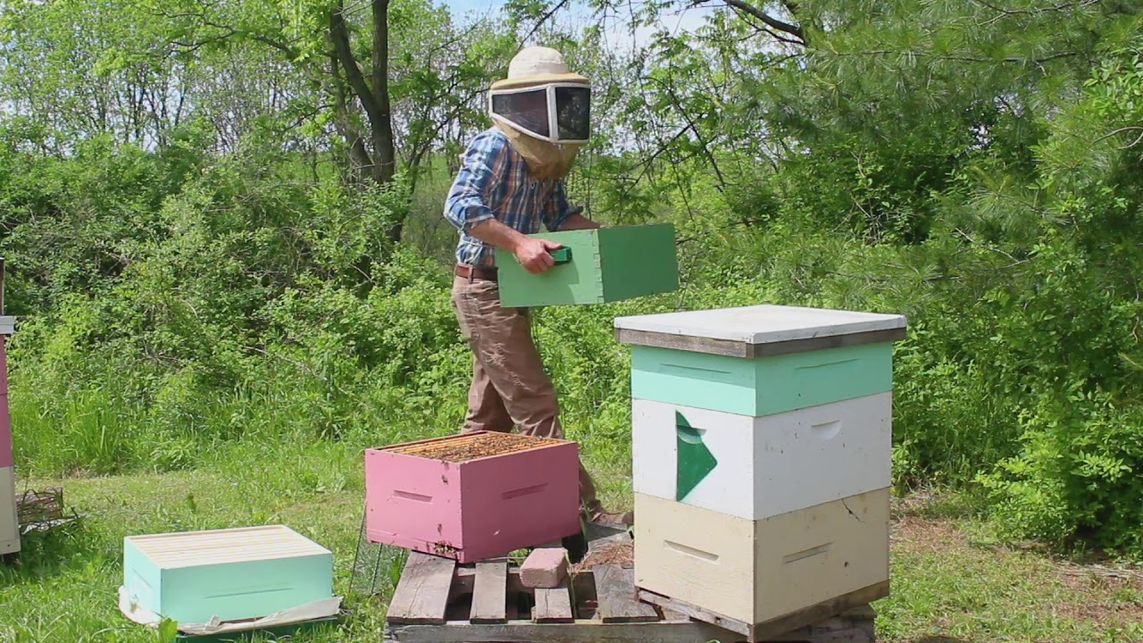 Helping Bees at Home - YouTube