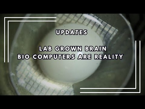 Lab-grown brain biocomputers are reality - YouTube