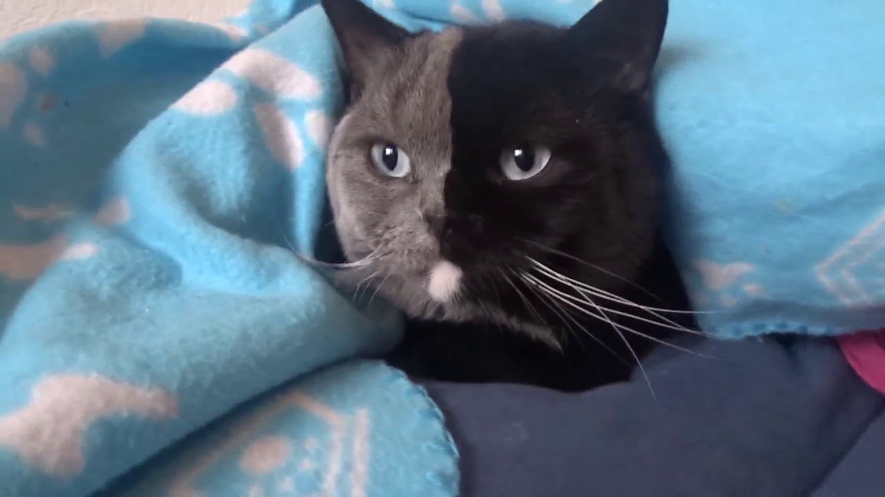 BRRR COLD IS BACK ! NARNIA DOUBLE FACE CAT SOUS LA COUETTE ! # ...