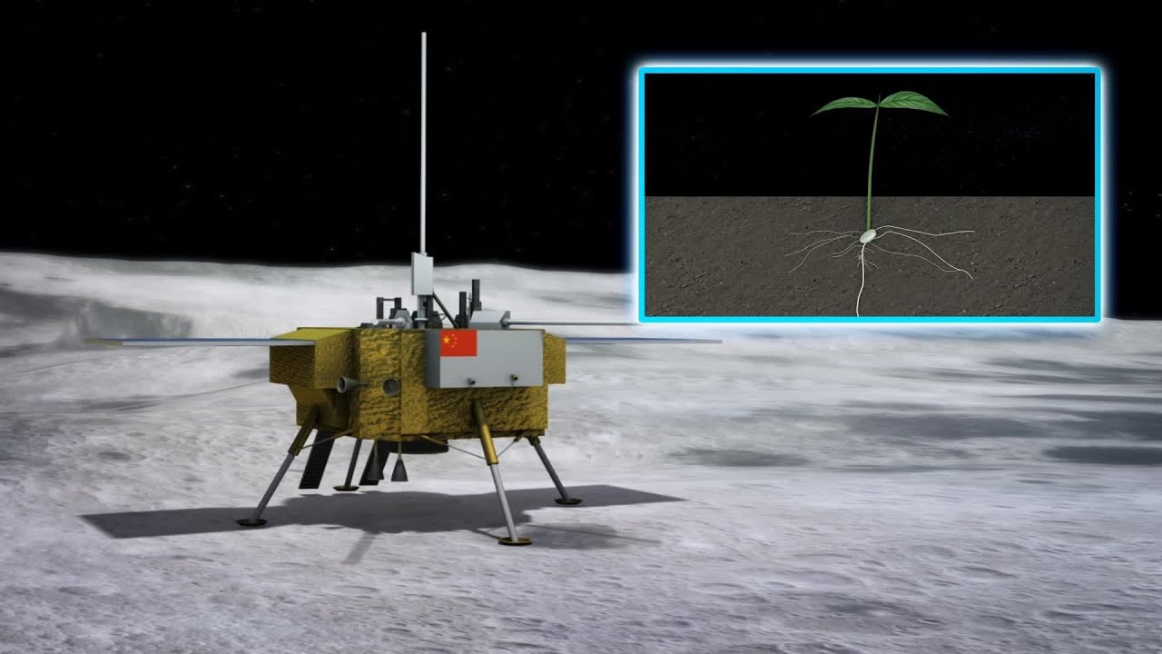 China lunar lander grows cotton plant on the moon - YouTube