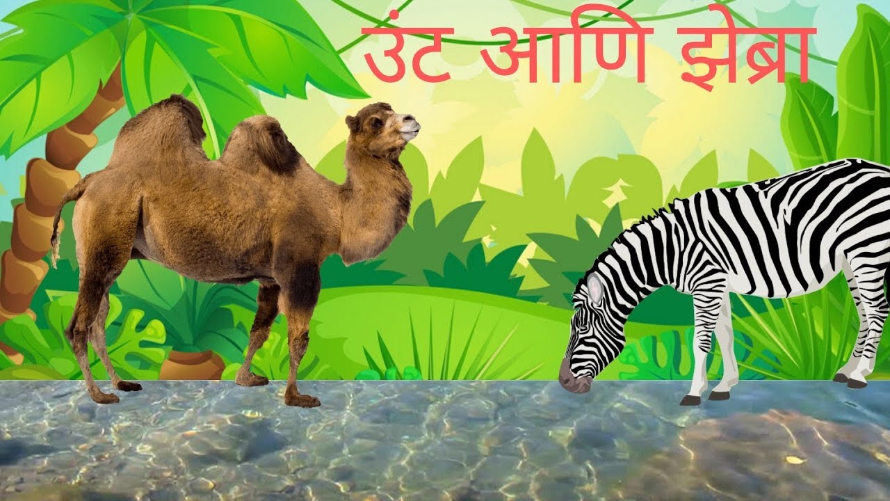 उंट आणि झेब्रा | Camel And Zebra | आजी बाईच्या छान छान गोष्टी | - YouTube