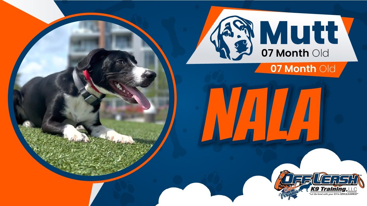 Nala | 7Mo mutt | Best Dog Trainers | off Leash K9 | Woodbridge VA ...