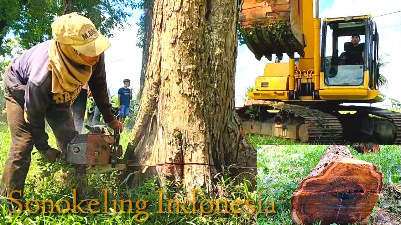 EXCELLENT,,! Cutting of a Century-old Sonokeling Tree assisted by Heavy ...