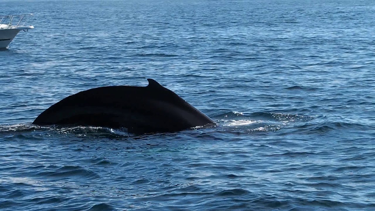 Whale Watching - YouTube