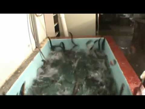 Ilanbaligi .flv