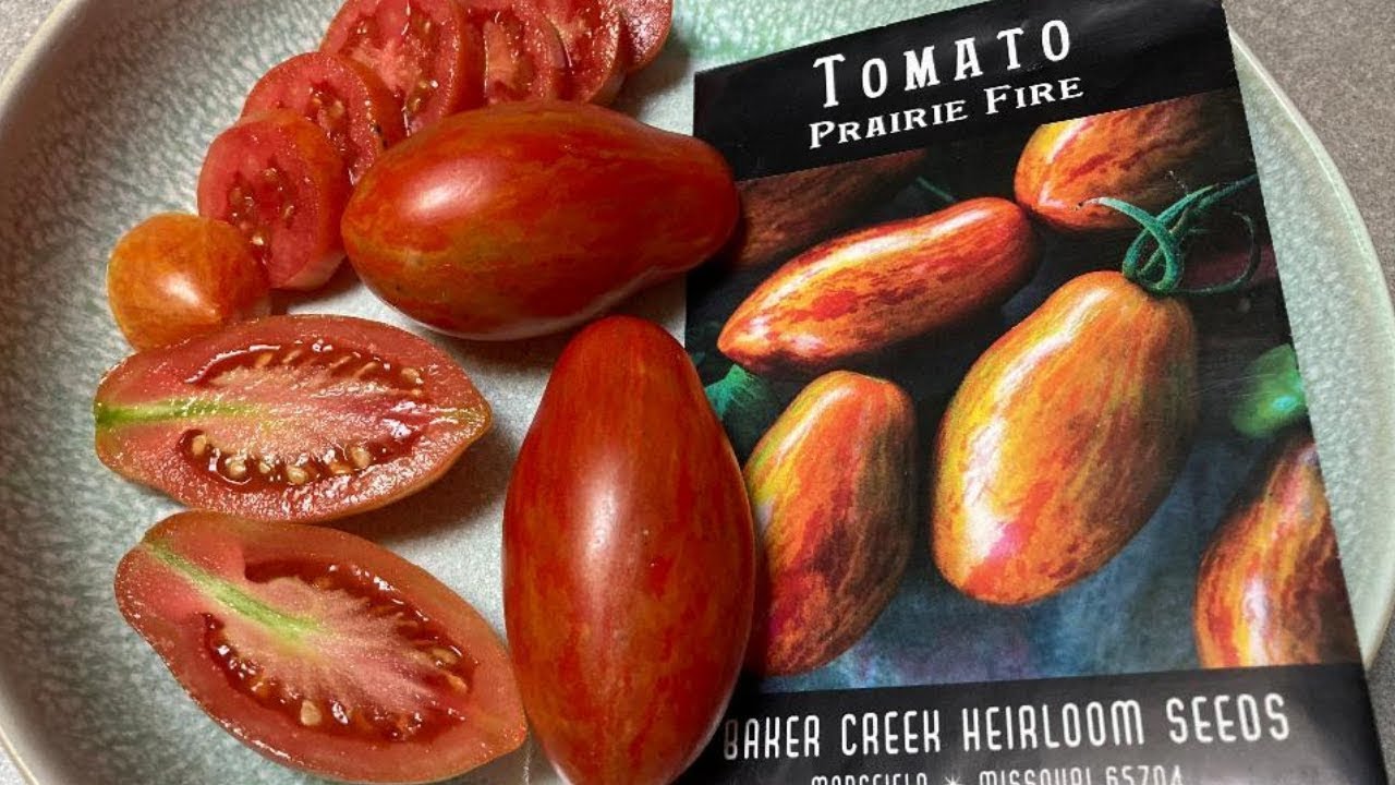 BAKER CREEK Prairie Fire Tomato growing/harvesting/tasting/reviewing # ...