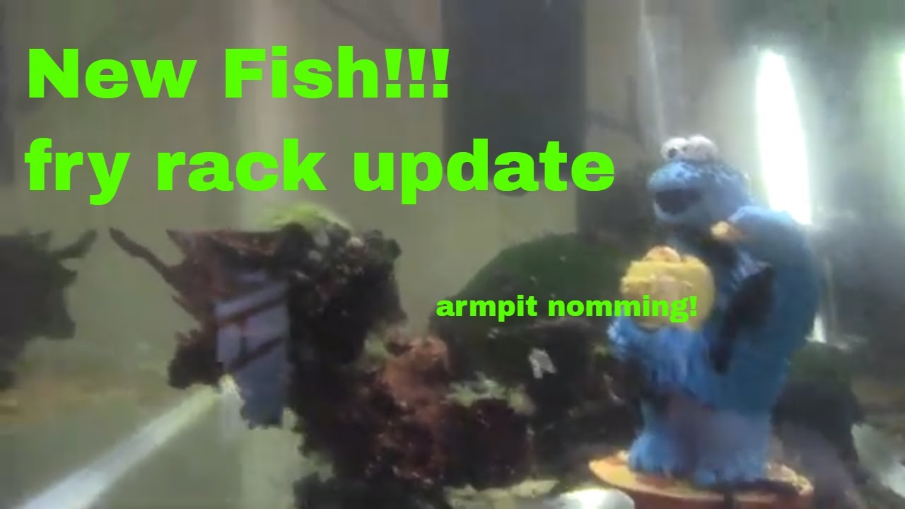 Fry rack update and new fish! - YouTube
