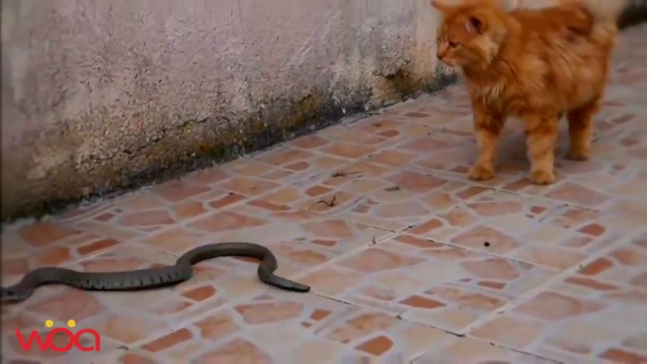 Amazing Cat vs cobra vs snake fight to the death real life Who win ...