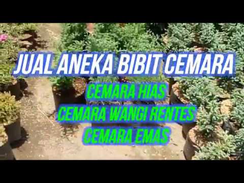 Jual Bibit CEMARA HIAS CEMARA EMAS - YouTube