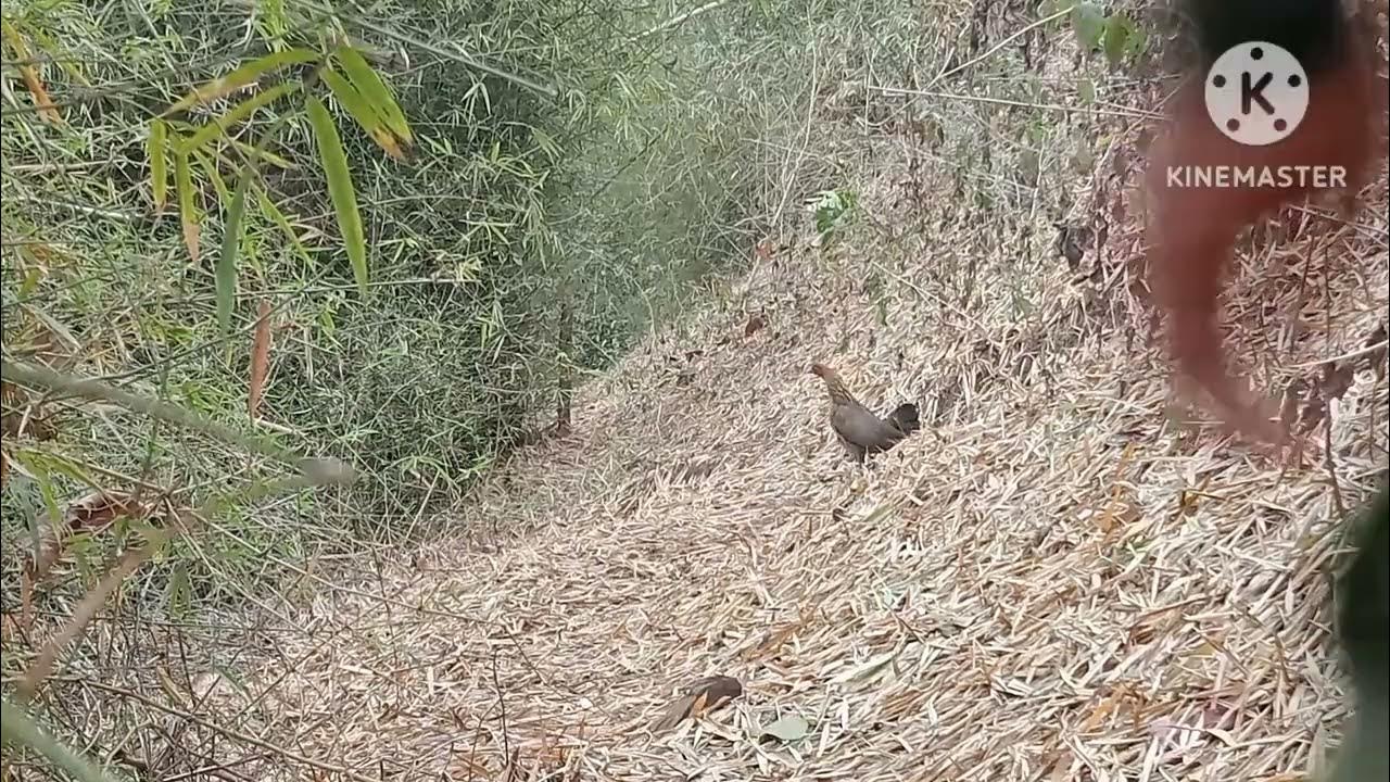 muab poj qaib cuab qaib qus tuaj zoo heev/bẫy gà rừng bằng gà mái mồi - YouTube