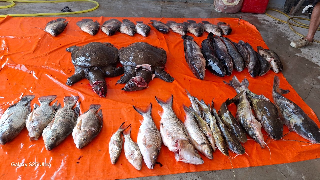 Trip Menyelam di Empangan Batang Ai, Hasil Toman Batik, Talapia Hitam ...