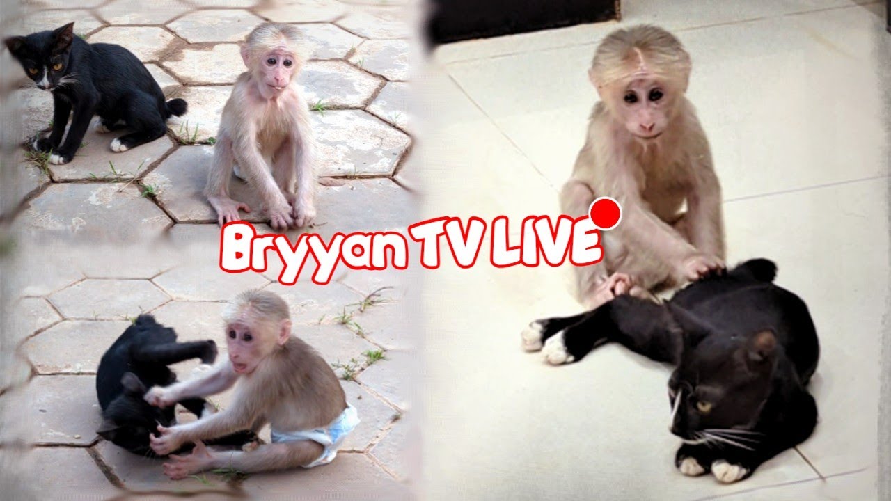 Icy monkey is looking for her best friend cat when she don't know where cat go? - YouTube