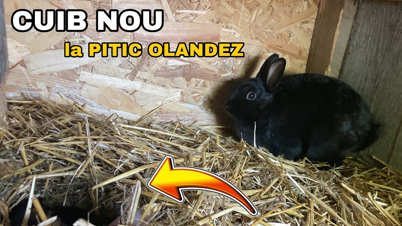 Încă 1 CUIB Superb la Iepurași +Evolutia Iepurașilor Cap de Leu !🐇💙💛 ️ ...