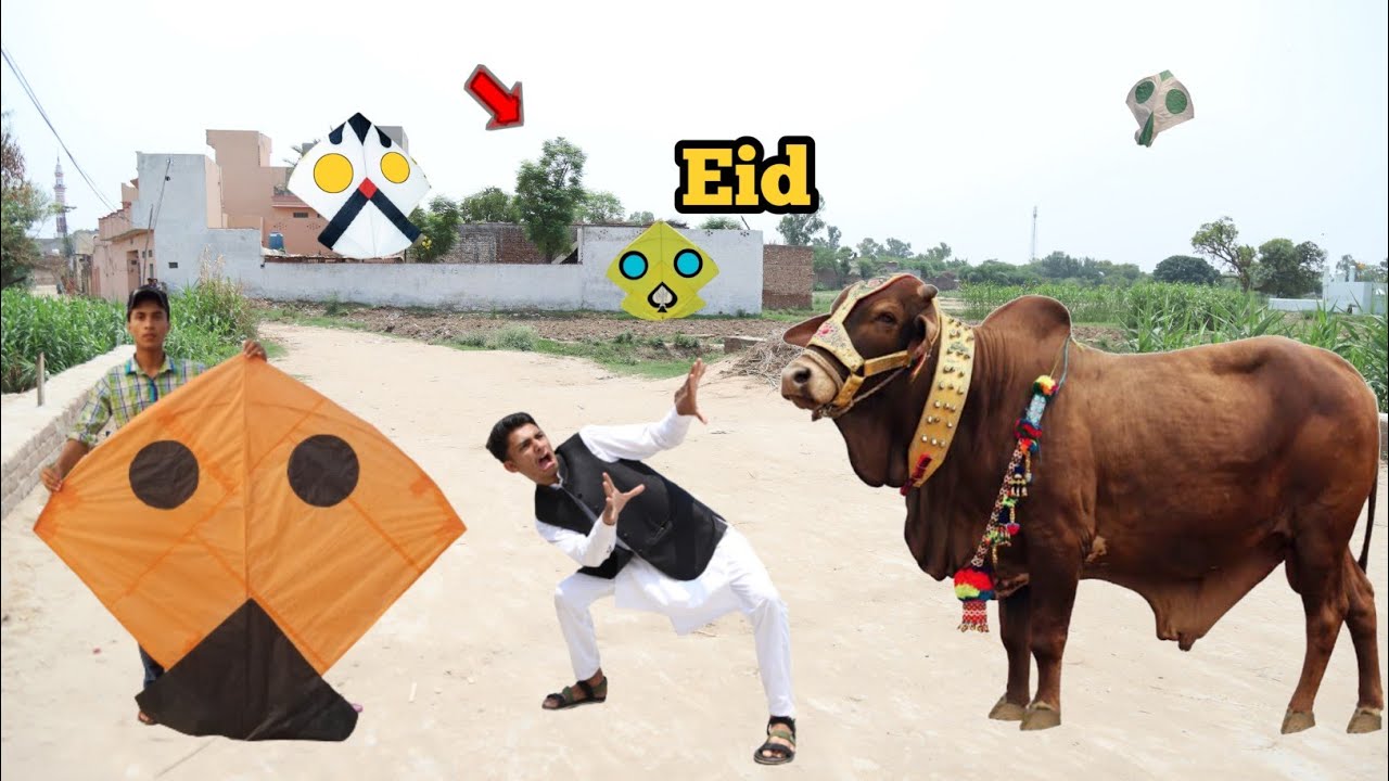 Eid Cow 🐂 & Kite cutting Fight Challenges - YouTube
